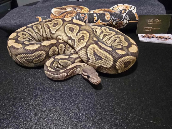 Black Pastel Hypo Ball Python by EyeBall Pythons