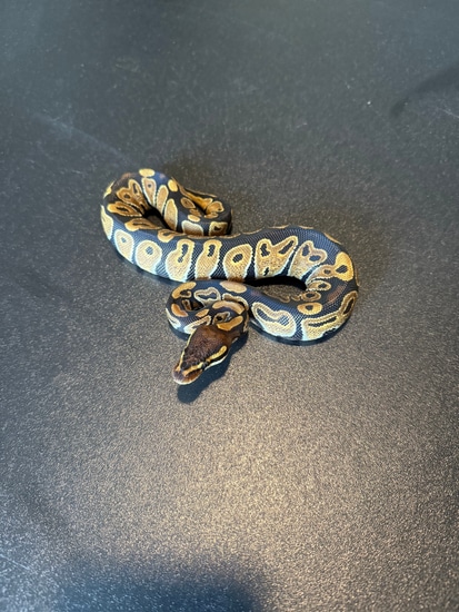 Normal Ball Python by EyeBall Pythons