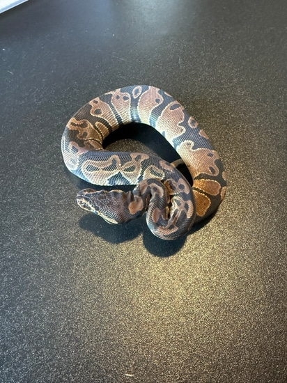 Normal Ball Python by EyeBall Pythons