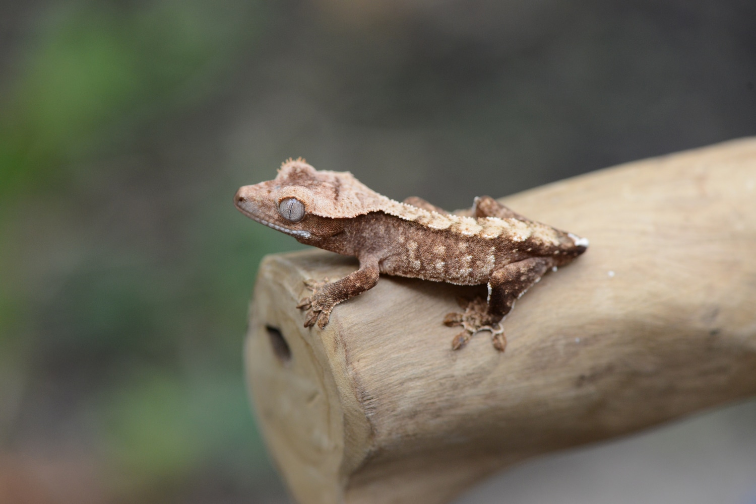 White Spot Extreme Harlequin Baby Crested Gecko by Mrs. Smith's Geckos ...
