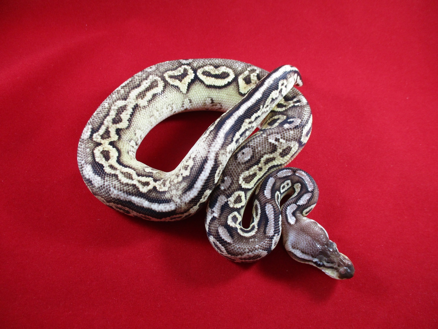Pewter Yellow Belly Ball Python by KMR Reptiles - MorphMarket