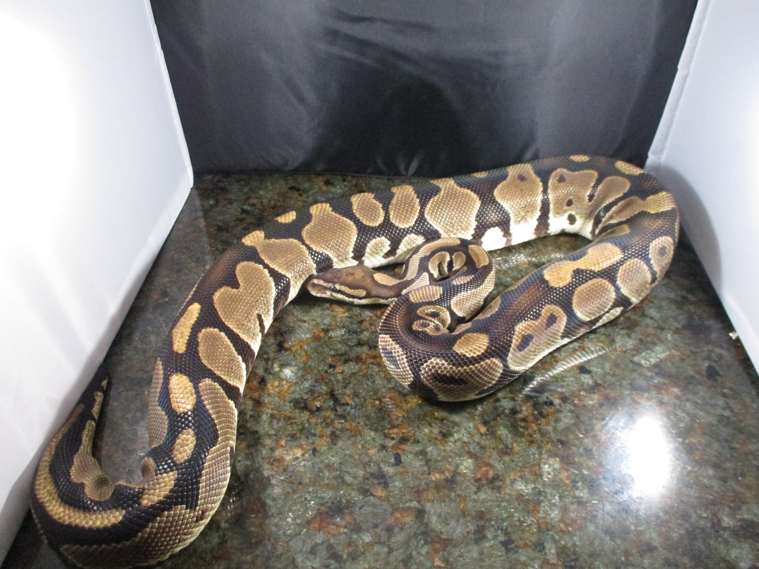 Het Orange Ghost Ball Python by KMR Reptiles - MorphMarket