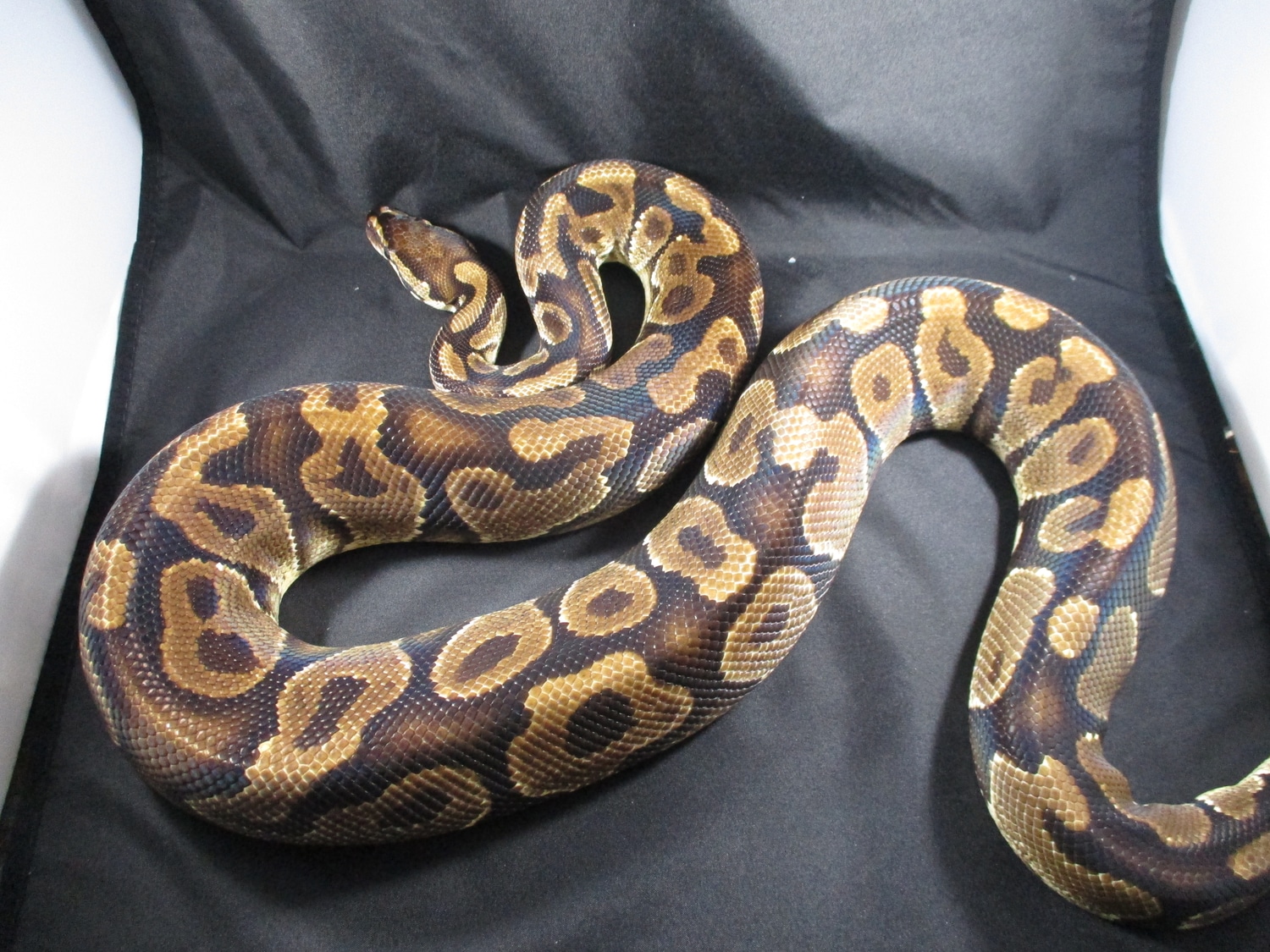 Yellow Belly Ball Python by KMR Reptiles - MorphMarket