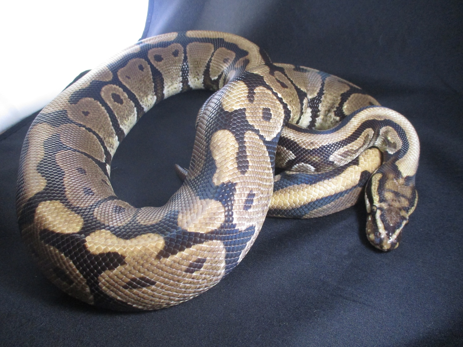 Spotnose Ball Python by KMR Reptiles - MorphMarket