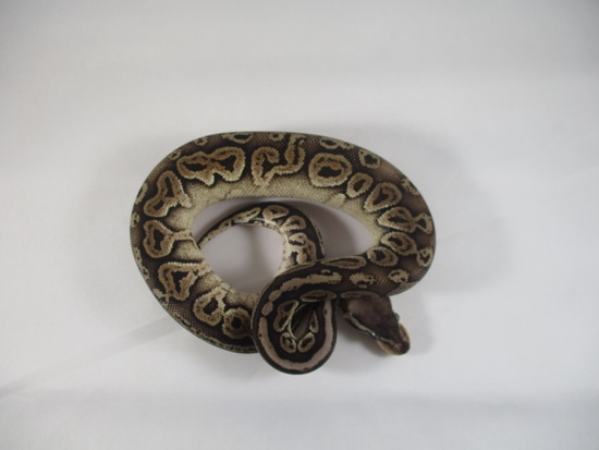 Pewter Het Albino Ball Python by KMR Reptiles