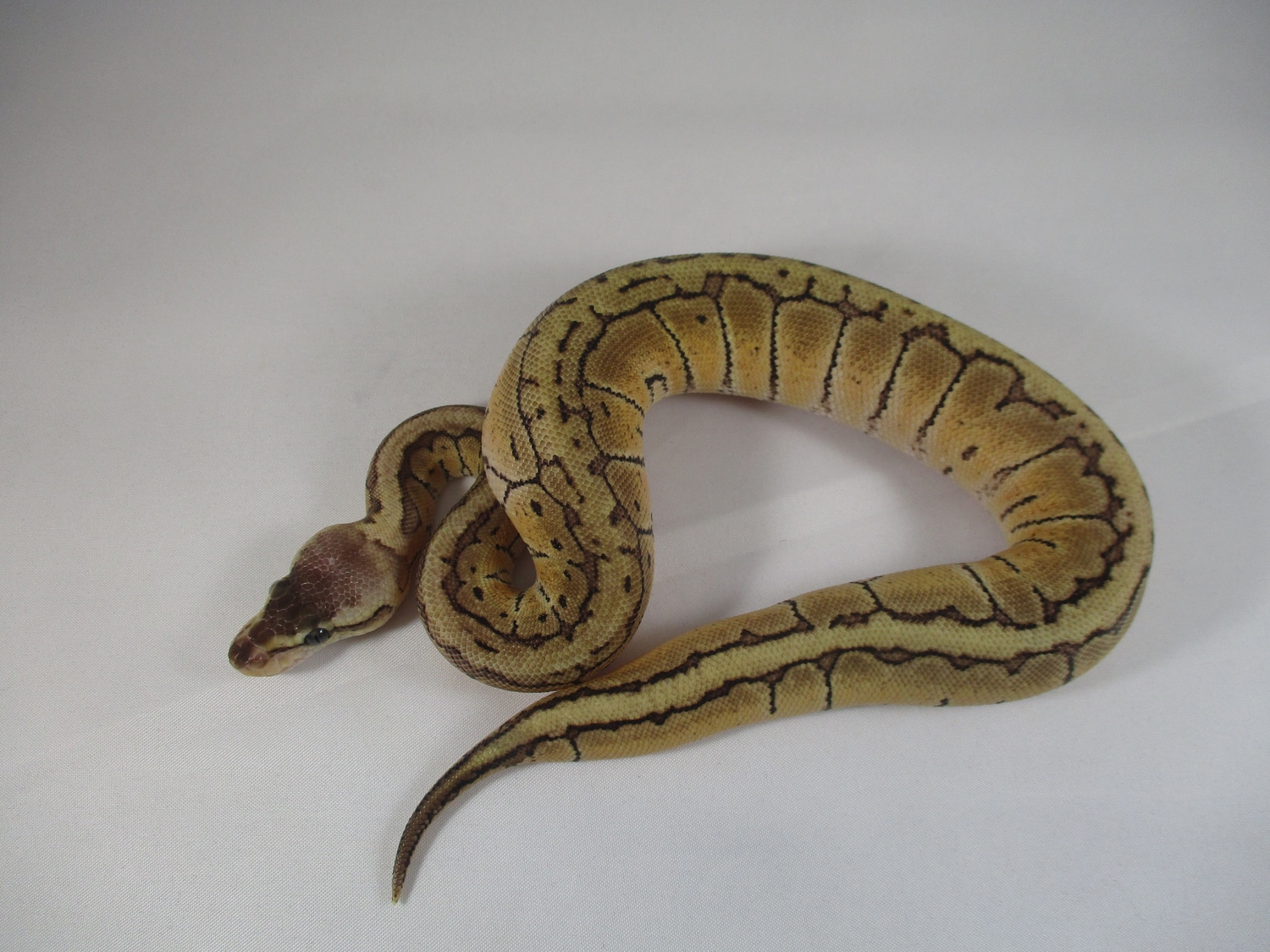 Lemon Blast Ball Python by KMR Reptiles - MorphMarket