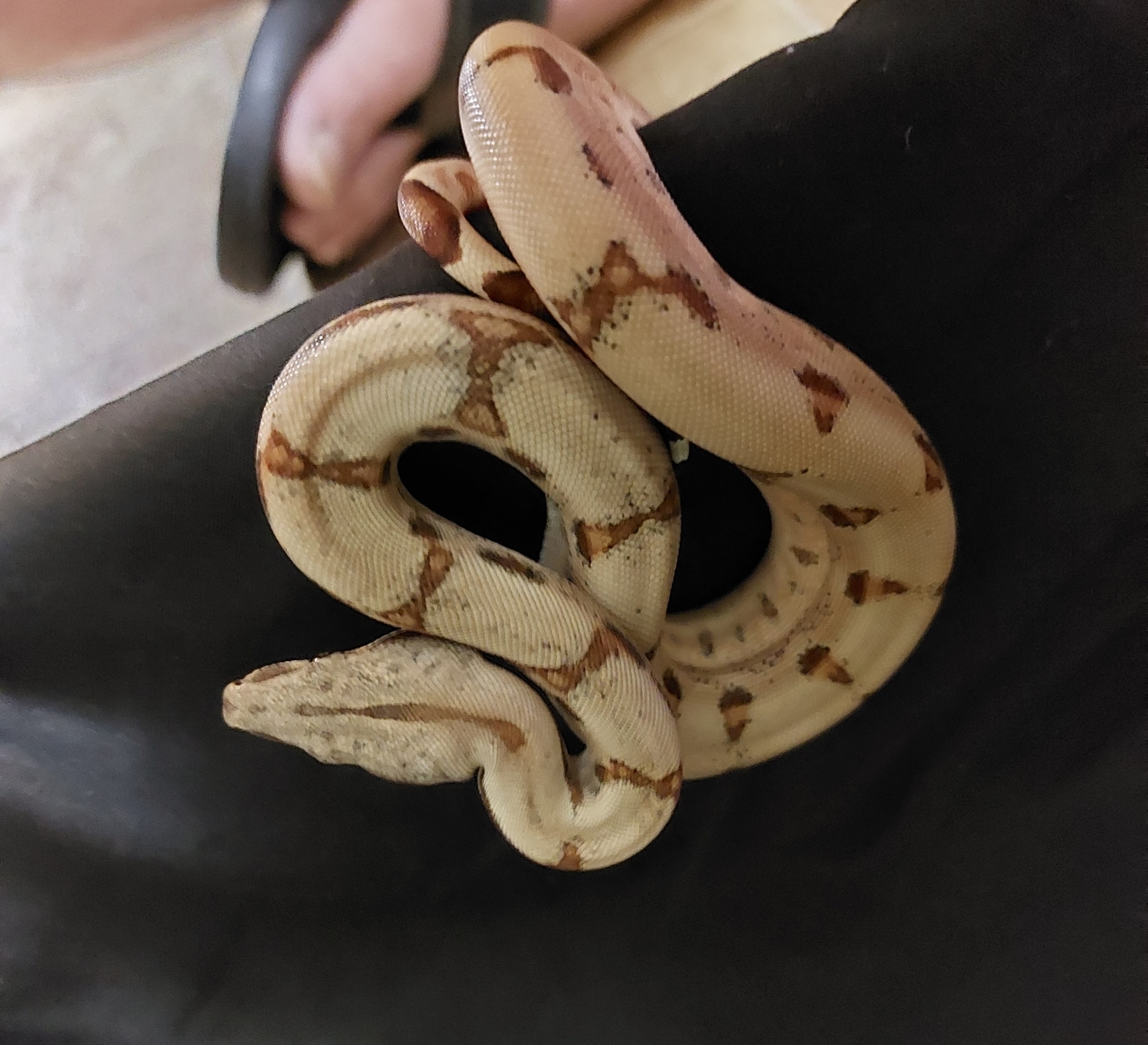 Salmon Hypo Boa Constrictor by Wood boas - MorphMarket