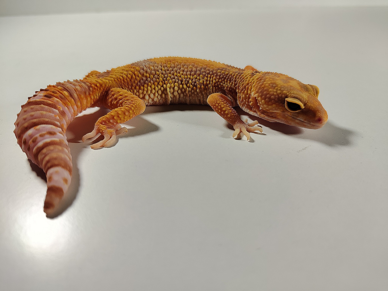 Burning Blood Rainwater Blue Amber Eyes Leopard Gecko by MS-Exotics ...