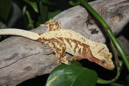 Red And Cream Pinstripe Fridolin (Poss Female) Crested Gecko by MS Reptiles