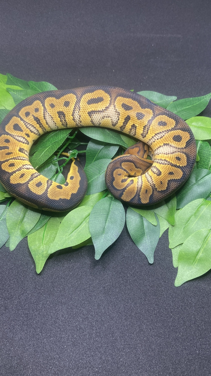 Twister Clown Ball Python by Ms-snakes - MorphMarket