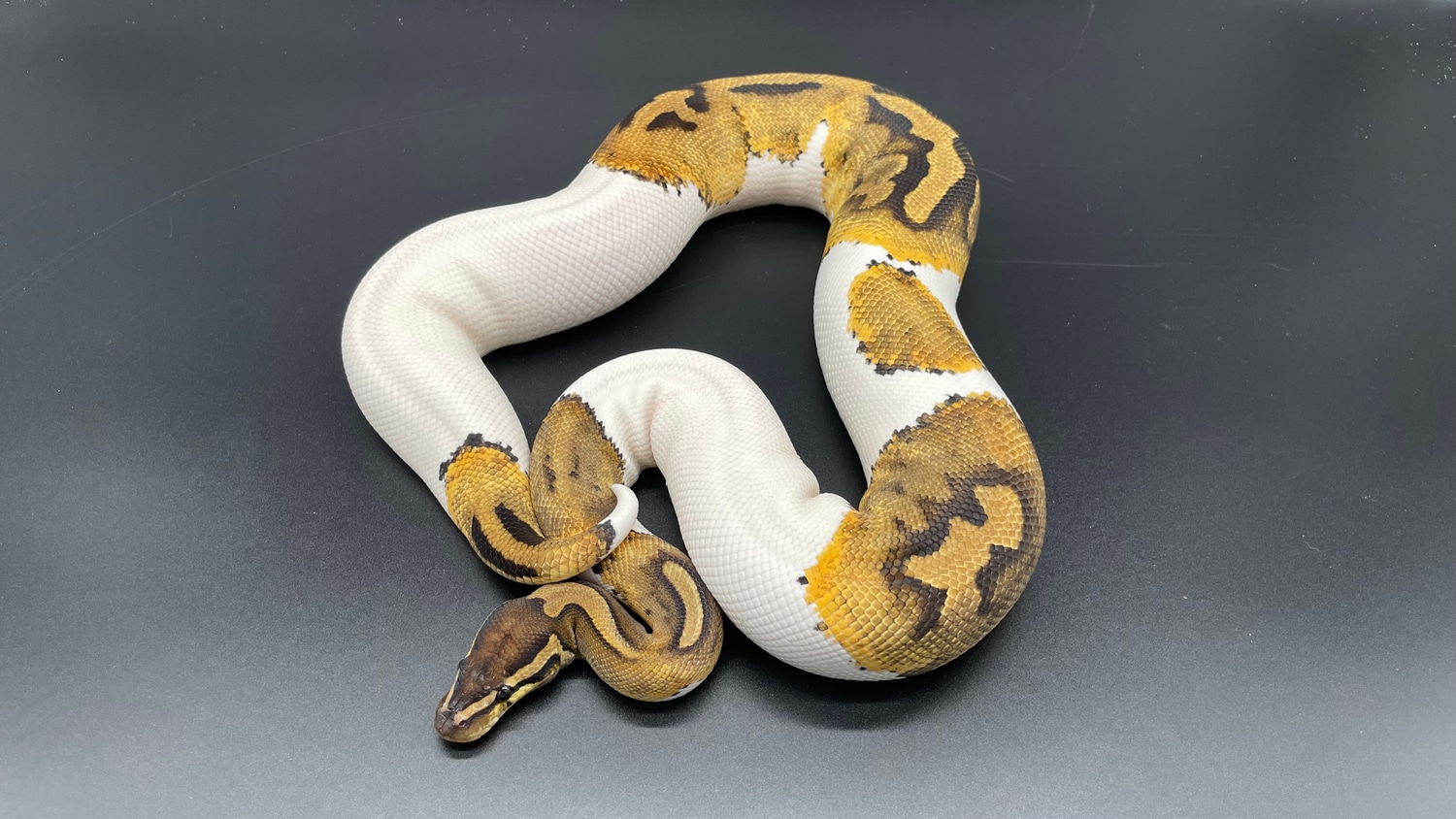 Fire Piebald Ball Python by TSM - MorphMarket