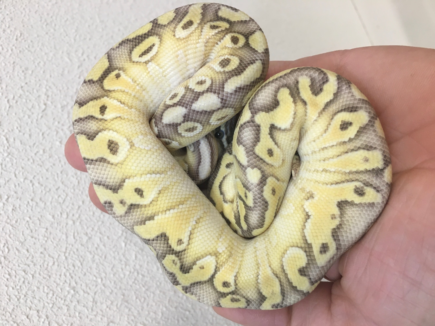Super Pastel Lesser Het Clown Ball Python by The Serpent Shed - MorphMarket