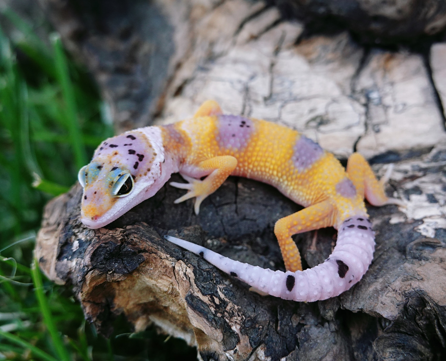 Tangerine Lavender Enigma Leopard Gecko by Harbor Reptiles - MorphMarket