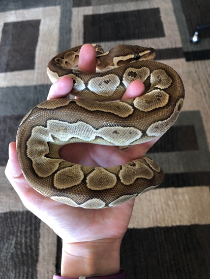 Lesser Dinker Ball Python by Harbor Reptiles
