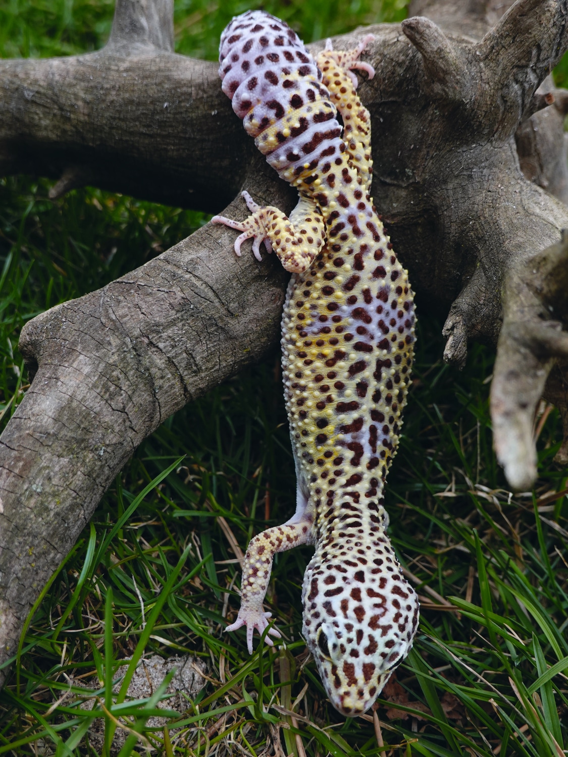 Proven Breeder Mack Snow Lavender Leopard Gecko by Harbor Reptiles ...