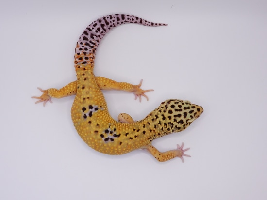 Hyper Xanthic Tangerine Leopard Gecko by Harbor Reptiles