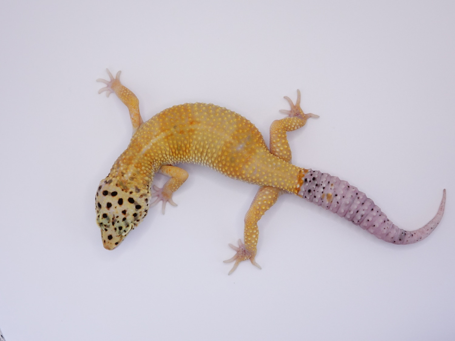 High Yellow Hypo Enigma Leopard Gecko by Harbor Reptiles - MorphMarket