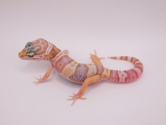 TSM) Mack Snow Tremper High Yellow 50% Het Murphys Patternless Leopard ...