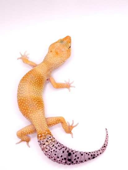 Super Hypo Pos Lavender Enigma Paradox Spots Leopard Gecko by Harbor ...