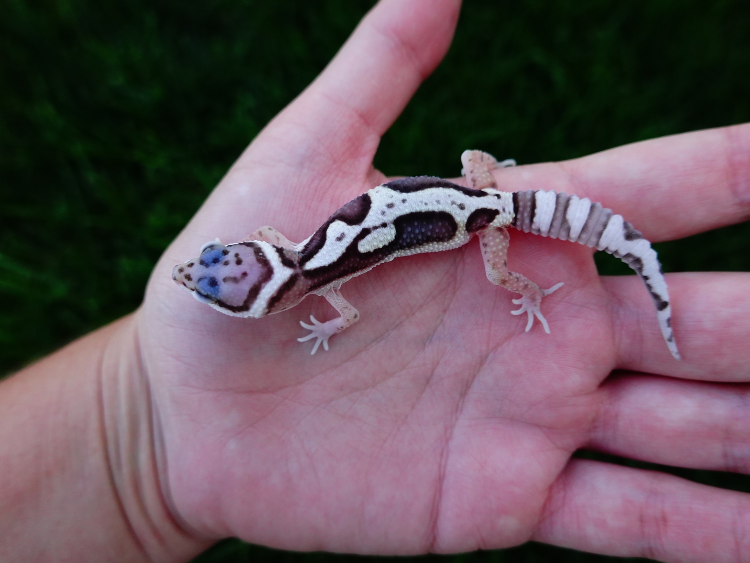 Unsexed Pastel Jungle Stripe Mack Snow 50% Het Tremper, Pos Het MP Pos ...