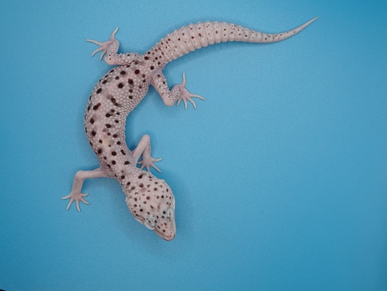 Afghanicus Super Snow Enigma Leopard Gecko by Harbor Reptiles