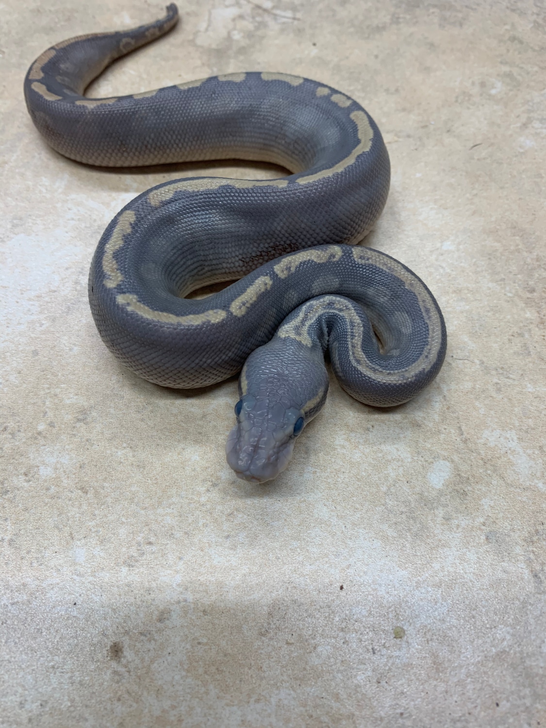 GHI Mojave Ghost Ball Python by MFBalls00 - MorphMarket