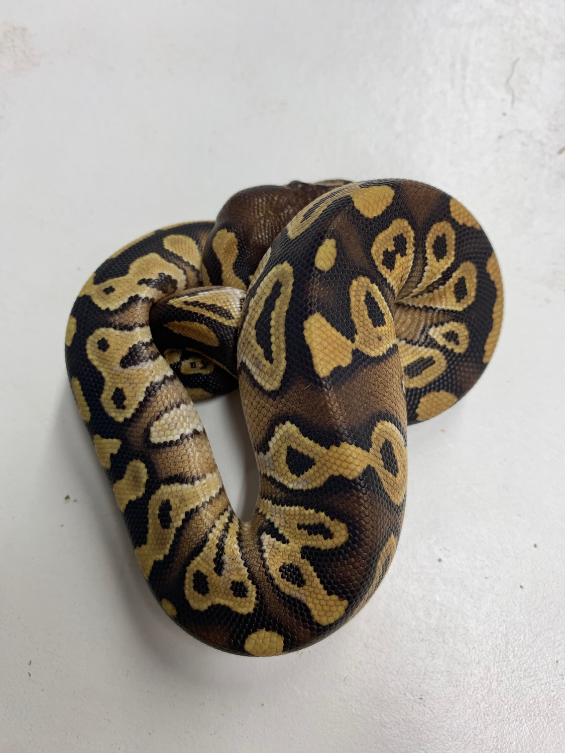 Mojave Het Hypo Ball Python by MFBalls00 - MorphMarket