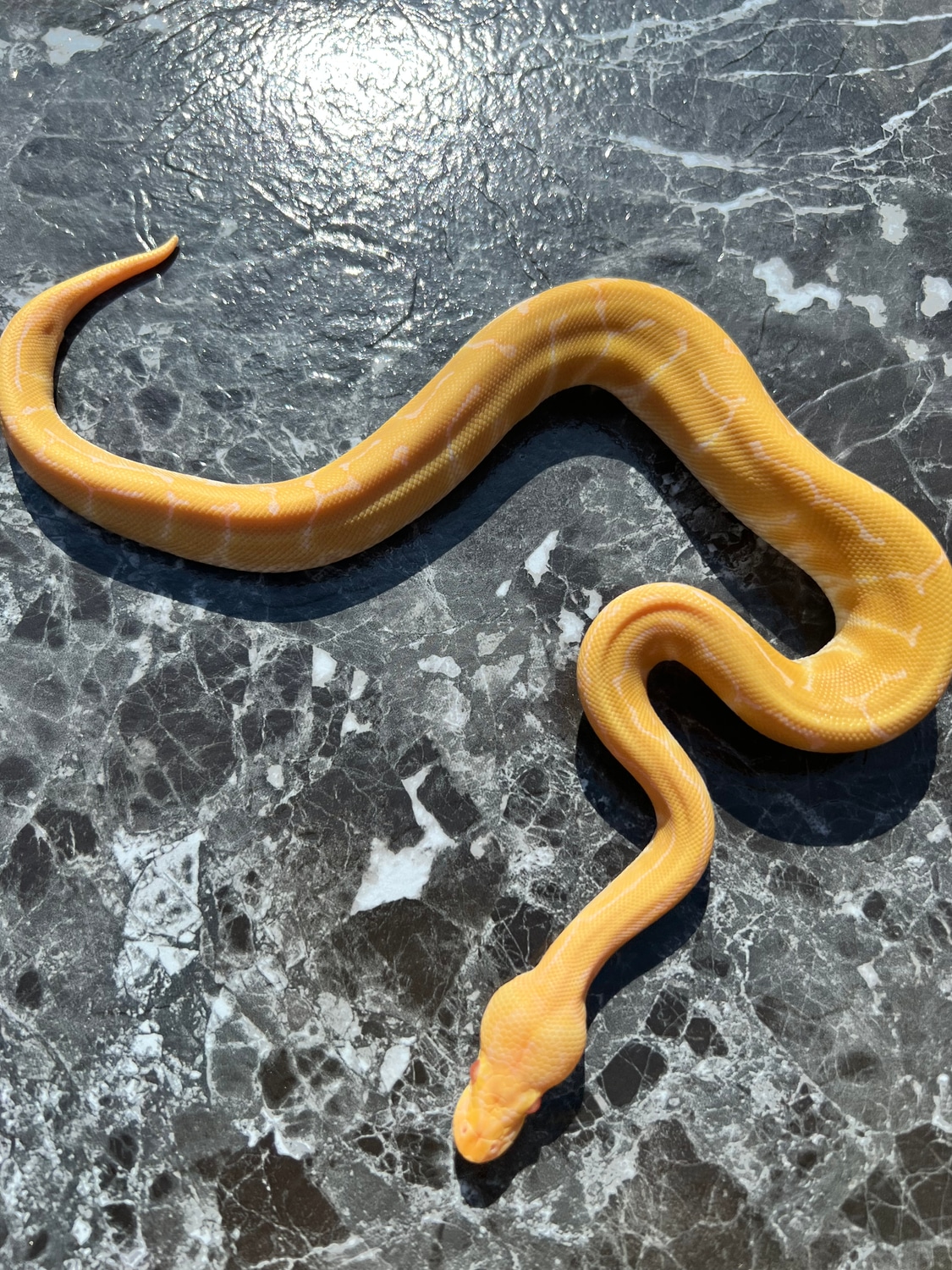 Albino Pinstripe Ball Python by SoCal Snake Company - MorphMarket