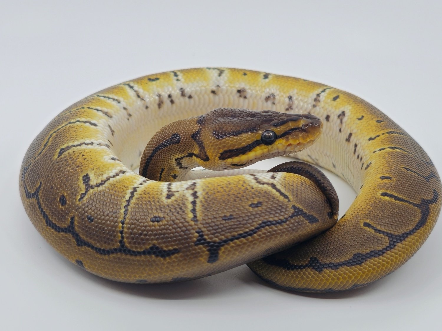 Pinstripe Double Het Desert Ghost Pied Ball Python by Reptilia Refined ...