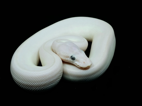 Blue Eyed Leucistic (Super Russo X Butter/Mojave) Ball Python by ...