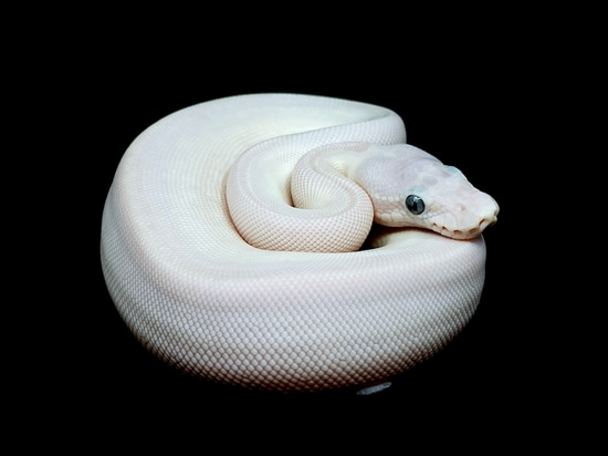 Blue Eyed Leucistic (Super Russo X Butter/Mojave) Ball Python by ...