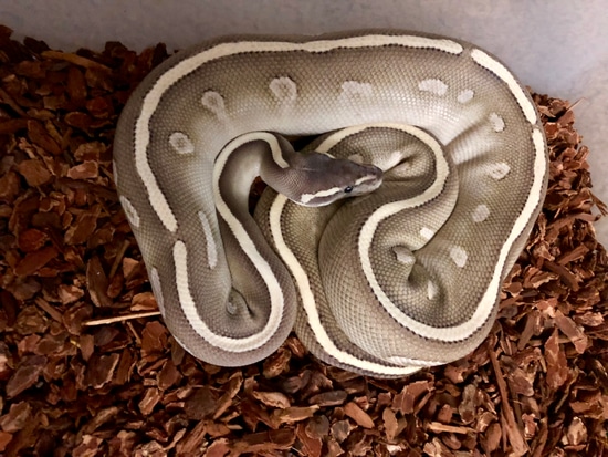 Blackhead Mojave Potion Ball Python by S&M Boas