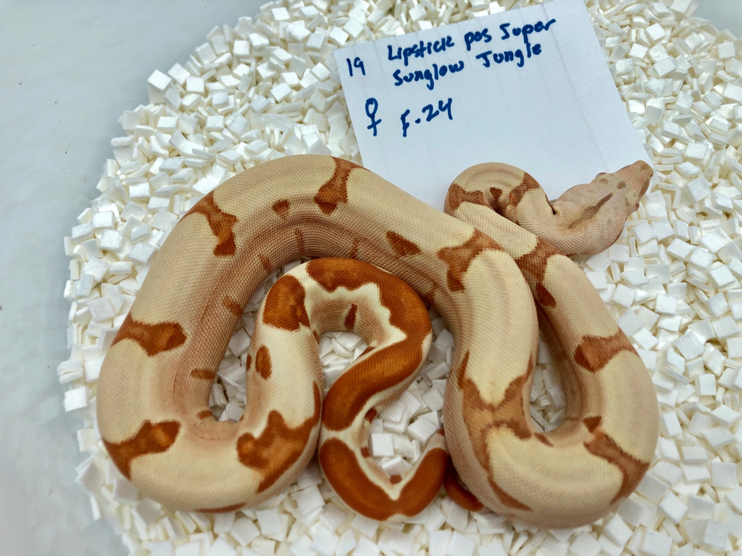 Lipstick Poss Super Sunglow Jungle Boa Constrictor by S&M Boas ...