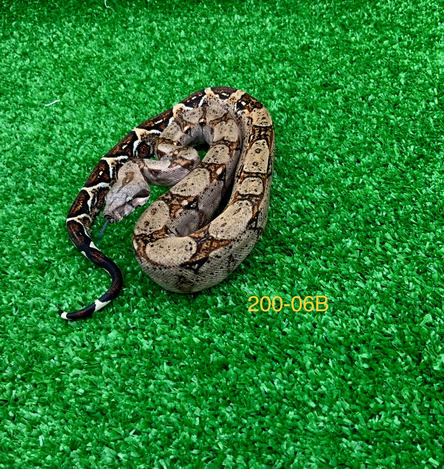 66% Double Het Albino Blood Boa Constrictor by S&M Boas - MorphMarket