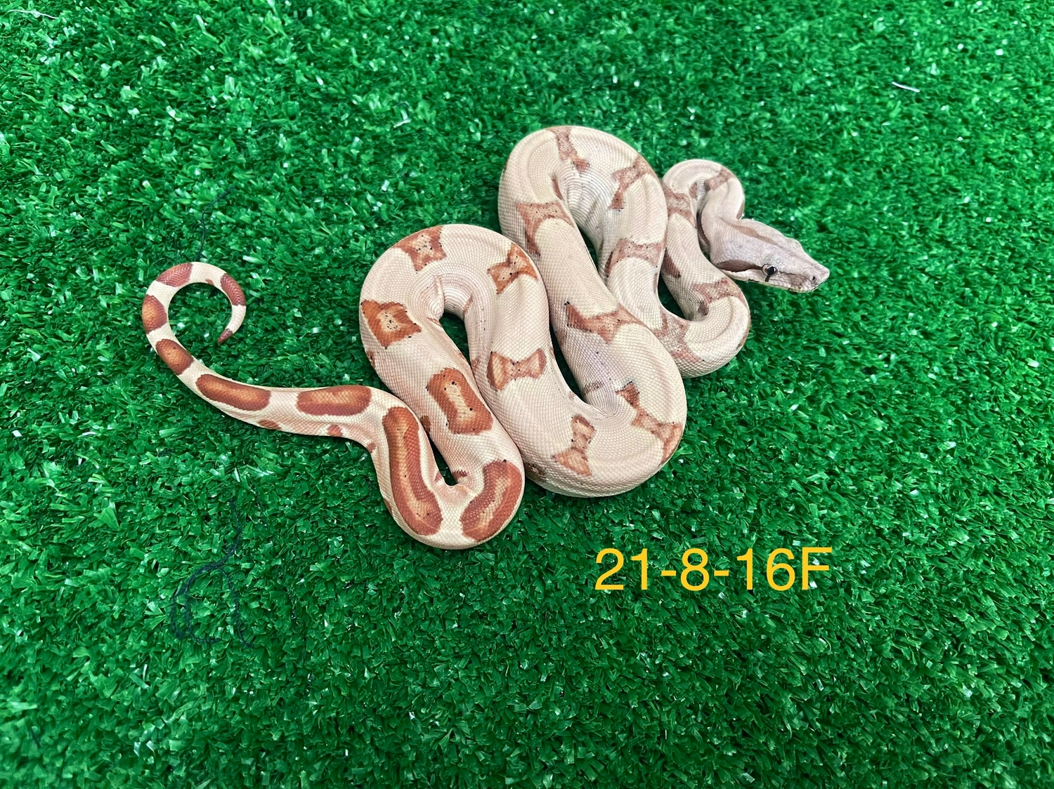 Pos Super Hypo Pos Jungle 100% Het Kahl Albino Boa Constrictor by S&M Boas - MorphMarket