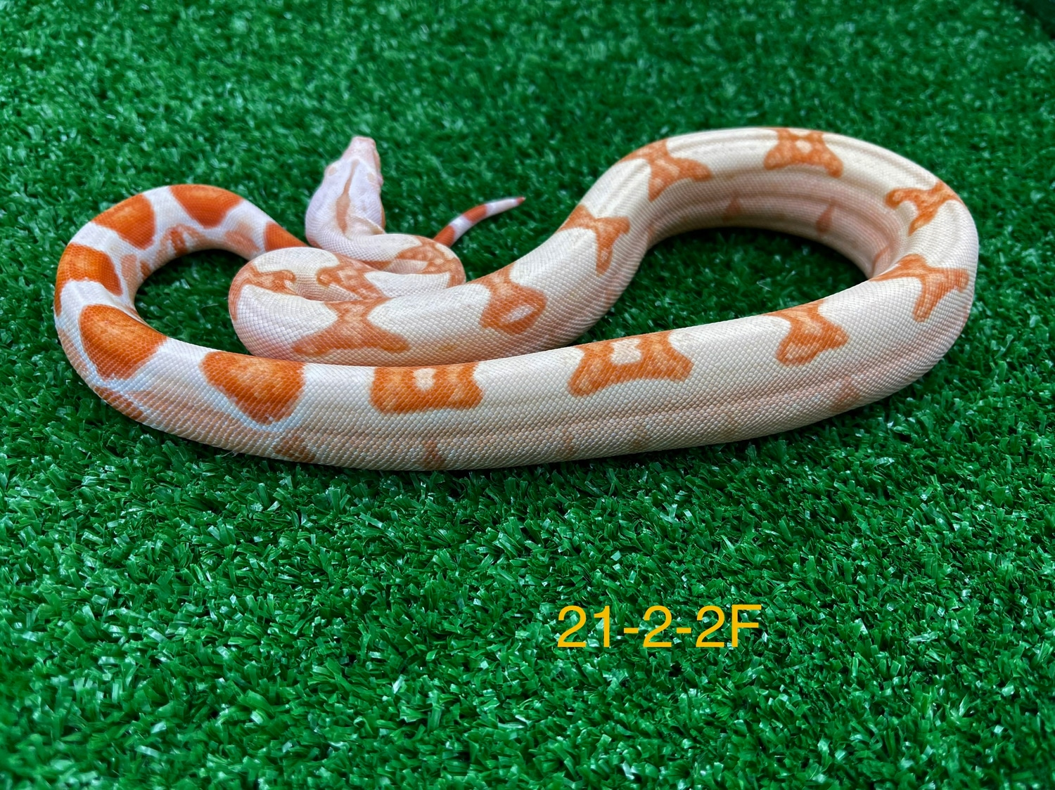 Lipstick Pos Super Sunglow Pos Jungle Boa Constrictor by S&M Boas ...