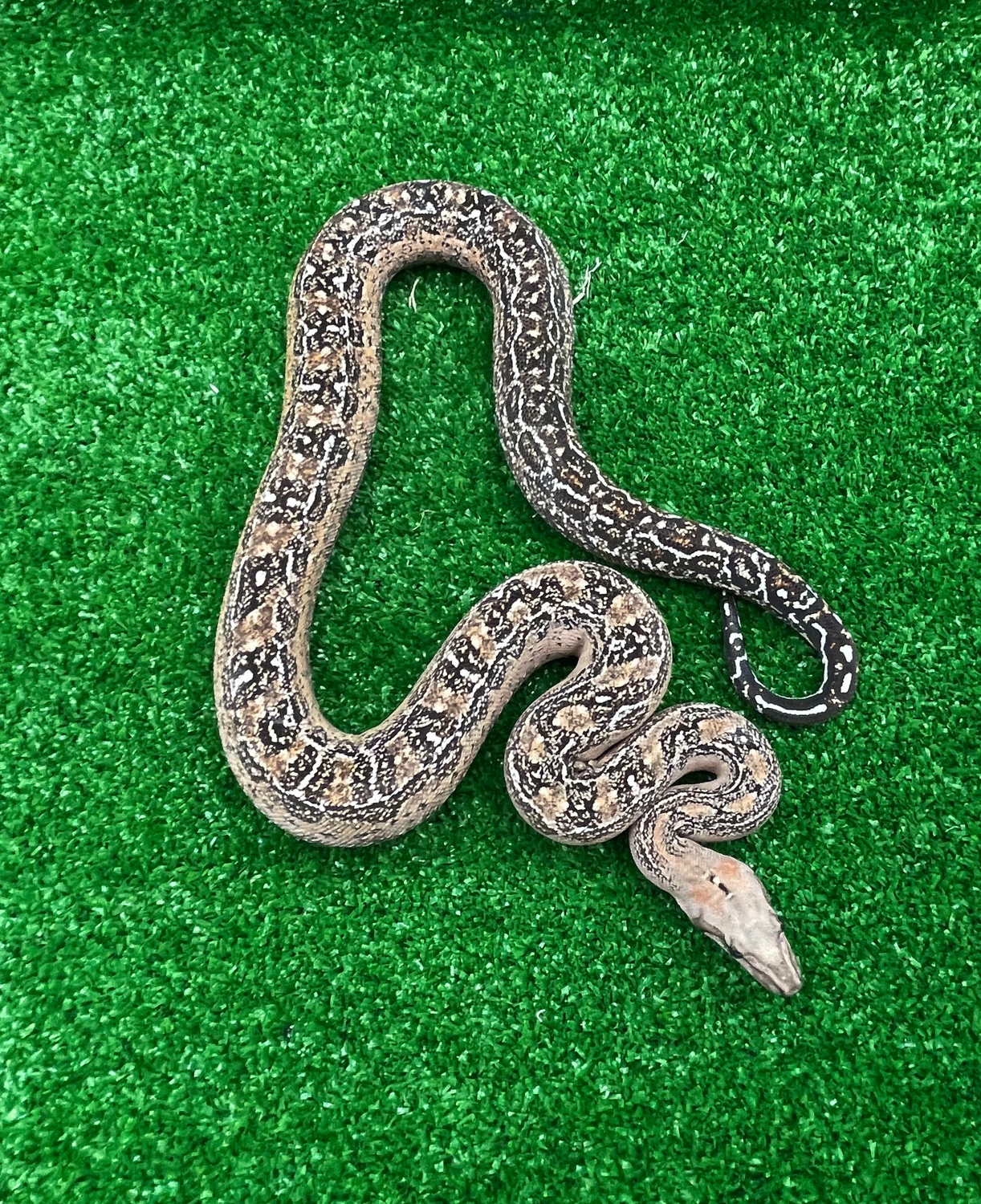 Hypo Sonoran Leopard Boa Boa Constrictor by S&M Boas - MorphMarket