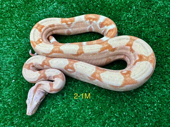 Lipstick Pos Super Sunglow Boa Constrictor by S&M Boas