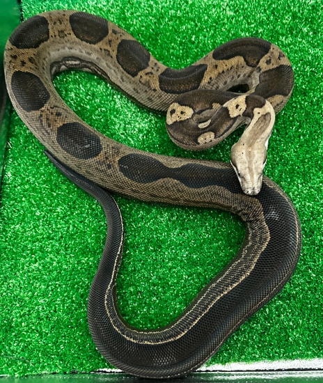 Motley Raptor Het Anery Boa Constrictor by S&M Boas