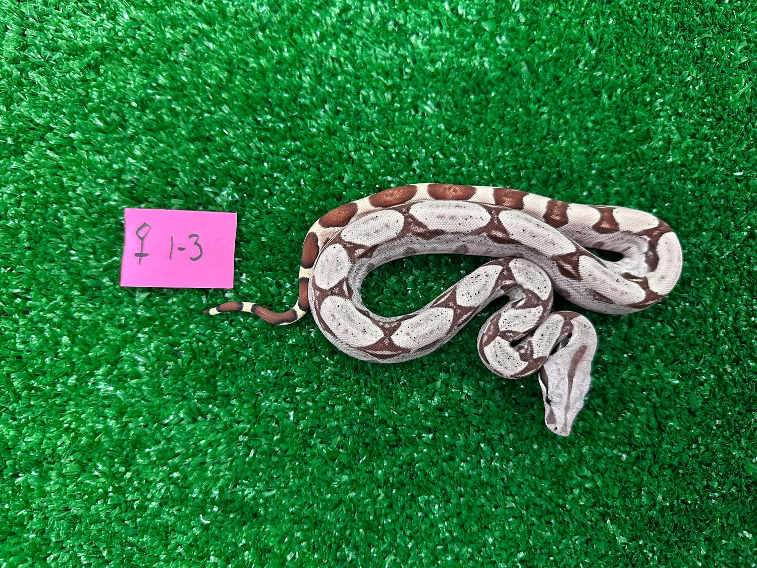 Paradigm 50% Het Sharp Snow Boa Constrictor by S&M Boas - MorphMarket