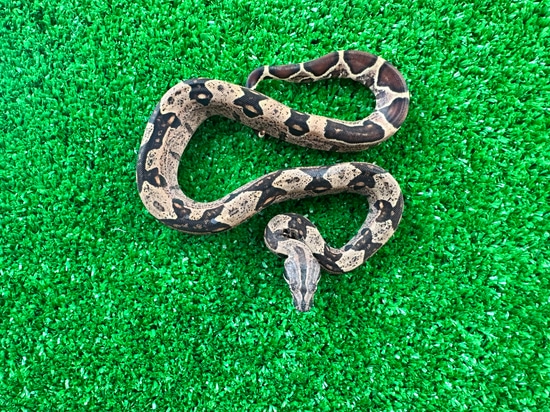 IMG Pos Super Hypo Jungle 100% Het BWC, 50% Het Sharp Snow Boa ...