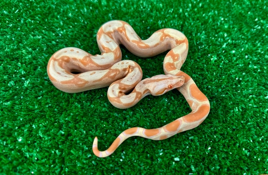 IMG Pos Super Sharp Sunglow Pos Jungle Pos Het Anery Boa Constrictor by ...