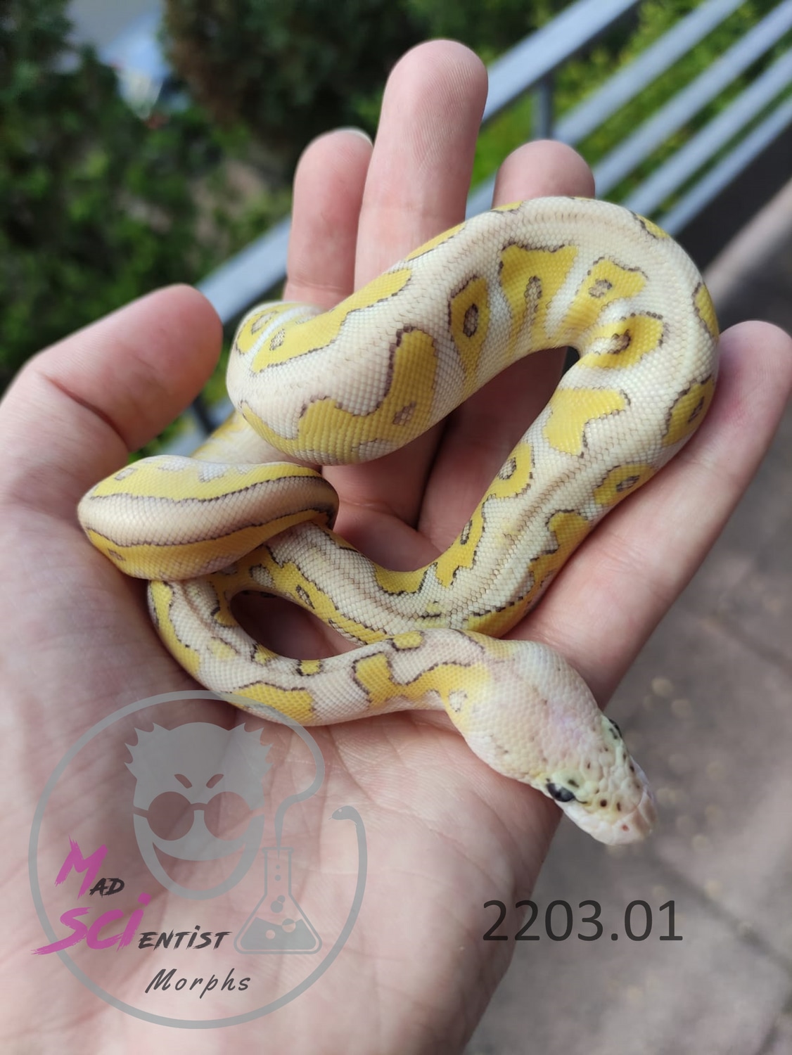 Super Pastel Lesser Prob YB Clown Ball Python by Mad Scientist Morphs ...