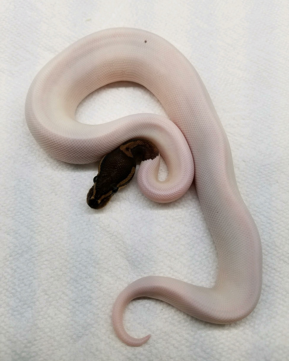 Black Pastel Pied Ball Python by M.D. Exotics - MorphMarket