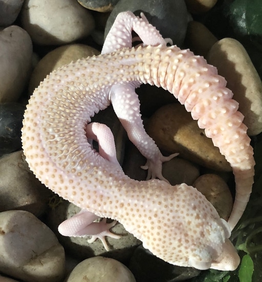 Super Snow Raptor Leopard Gecko by M.S. Farms Exotics