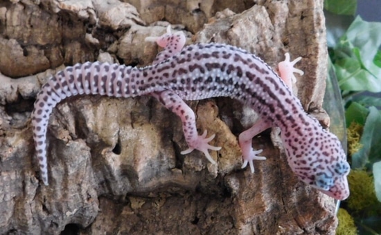 Super Snow Het RAPTOR Leopard Gecko by M.S. Farms Exotics