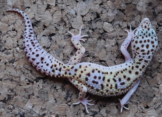 White And Yellow Mack Snow Eclipse Het Tremper Leopard Gecko by M.S ...
