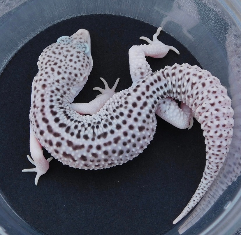 Total Eclipse Het Blizzard 50%ph Tremper Leopard Gecko by M.S. Farms ...