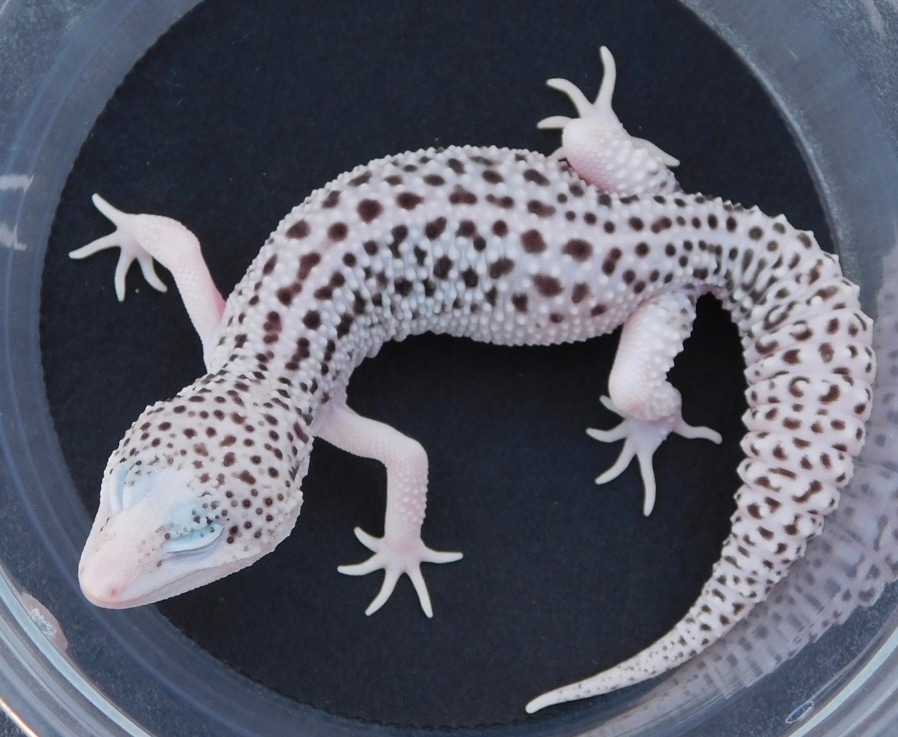 Pied Total Eclipse 50%ph Tremper Leopard Gecko by M.S. Farms Exotics ...