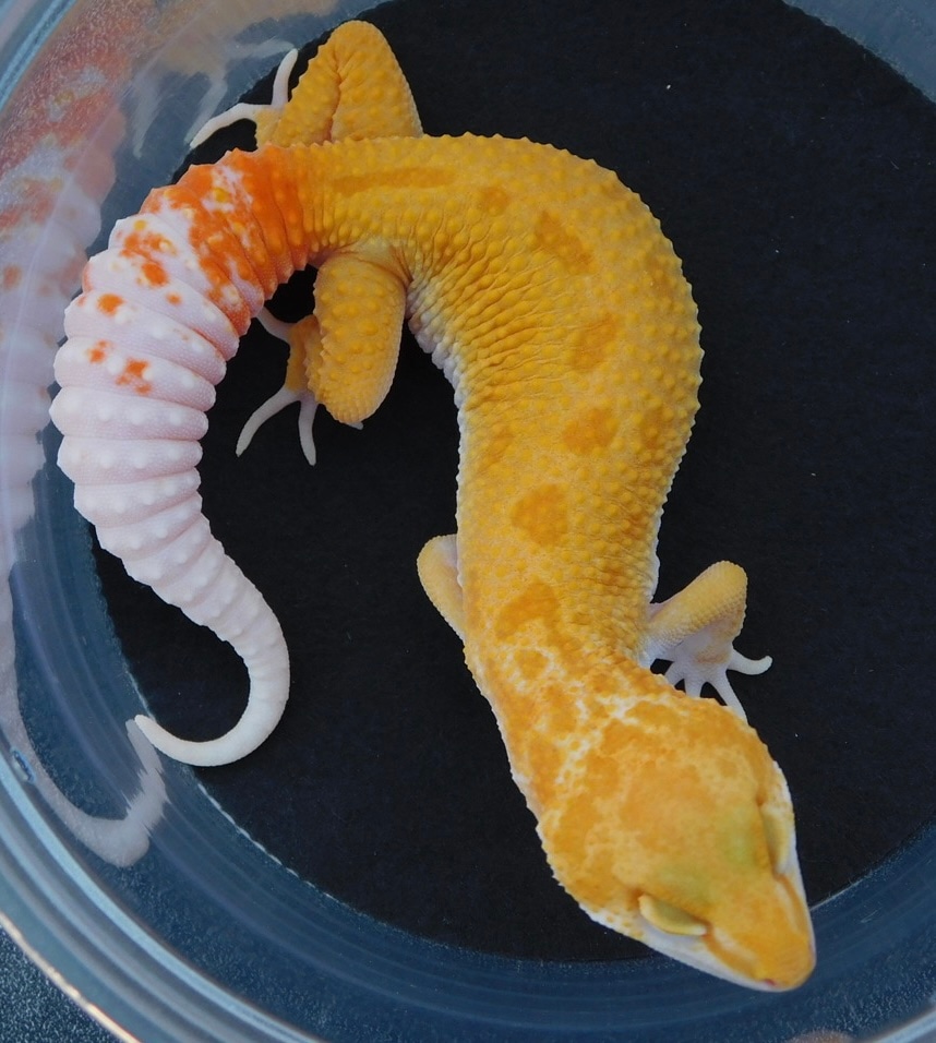 Murphy Patternless Rainwater 66%ph Eclipse Leopard Gecko by M.S. Farms ...